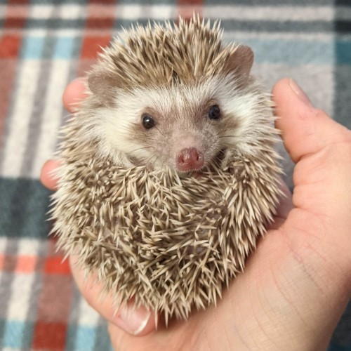 Available | Telos Exotics / West Coast Hedgehogs